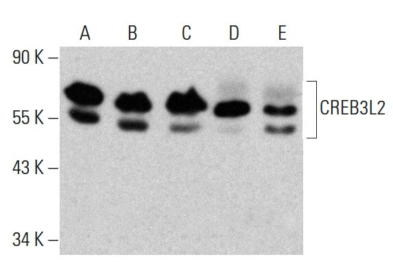 Anti-CREB3L2 Antibody (A-3) | SCBT - Santa Cruz Biotechnology
