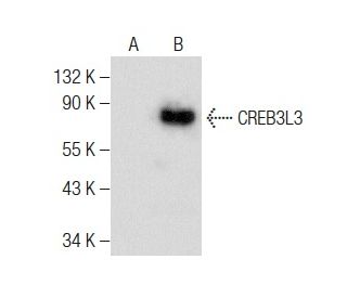 CREB3L3 Antibody (E-2) - Western Blotting - Image 283563