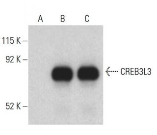 CREB3L3 Antibody (E-2) - Western Blotting - Image 398971
