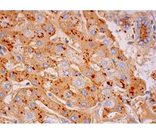 CREB3L3 Antibody (G-11) - Immunohistochemistry - Image 293328