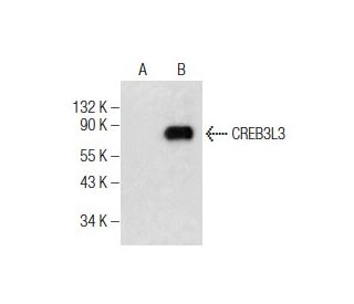 CREB3L3 Antibody (G-11) | SCBT - Santa Cruz Biotechnology