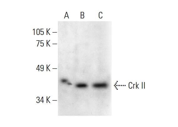 Crk II Antibody (B-4) | SCBT - Santa Cruz Biotechnology