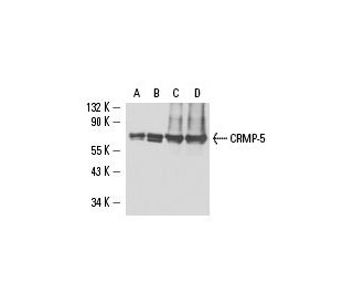 CRMP-5 Antibody (CR-1) - Western Blotting - Image 15629