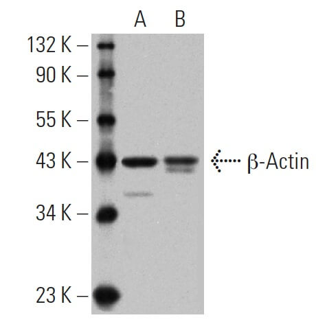 Cruz Marker™ Molecular Weight Standards | SCBT - Santa Cruz Biotechnology