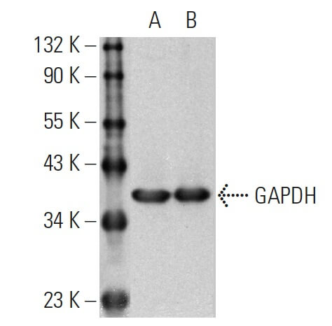Cruz Marker™ Molecular Weight Standards | SCBT - Santa Cruz Biotechnology