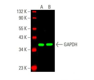 Cruz Marker™ MW Tag-Alexa Fluor® 790 | SCBT - Santa Cruz Biotechnology