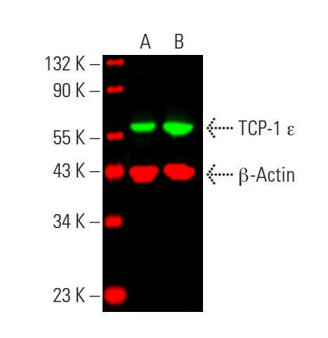 Cruz Marker™ MW Tag-Alexa Fluor® 790 | SCBT - Santa Cruz Biotechnology