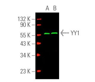 Cruz Marker™ MW Tag-Alexa Fluor® 790 | SCBT - Santa Cruz Biotechnology
