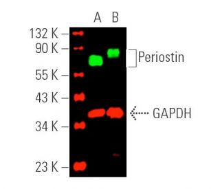 Cruz Marker™ MW Tag-Alexa Fluor® 790 | SCBT - Santa Cruz Biotechnology