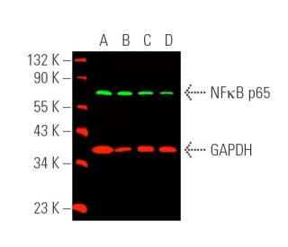 Cruz Marker™ MW Tag-Alexa Fluor® 790 | SCBT - Santa Cruz Biotechnology