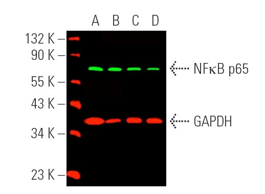 Cruz Marker™ MW Tag-Alexa Fluor® 790 | SCBT - Santa Cruz Biotechnology