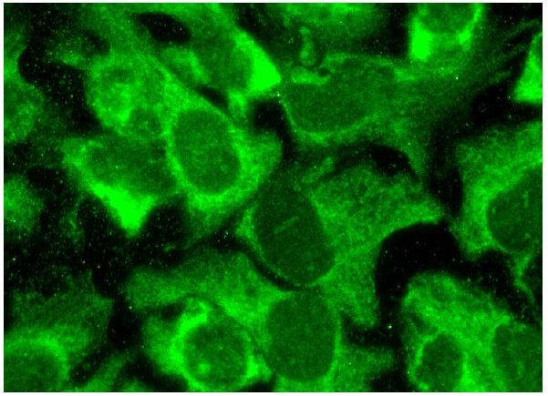 CruzFluor™ 488 succinimidyl ester | SCBT - Santa Cruz Biotechnology