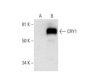 CRY1 Antibody (H-12) - Western Blotting - Image 295943