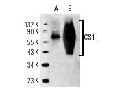 CS1 Antibody (162.1) | SCBT - Santa Cruz Biotechnology