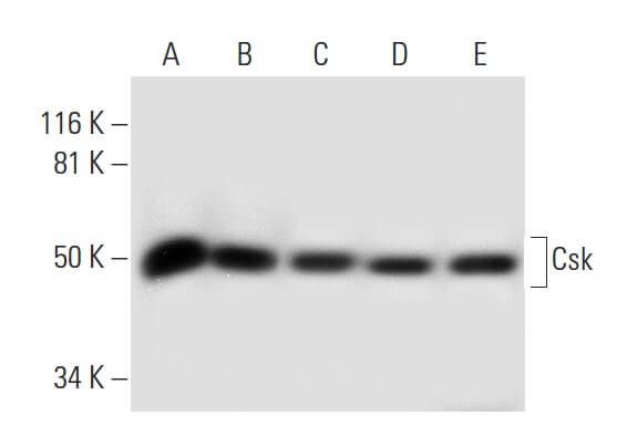 Csk Antibody (E-3) | SCBT - Santa Cruz Biotechnology