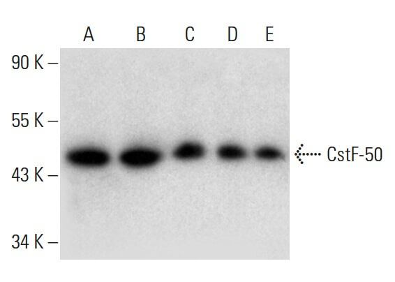 CstF-50 Antibody (H-8) | SCBT - Santa Cruz Biotechnology