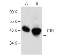 CTH Antibody (F-1) | SCBT - Santa Cruz Biotechnology