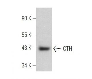Anti-CTH Antibody (F-1) | SCBT - Santa Cruz Biotechnology