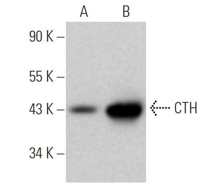 Anti-CTH Antibody (F-1) | SCBT - Santa Cruz Biotechnology