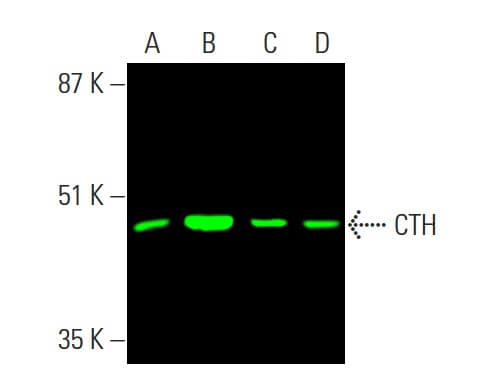 Anti-CTH Antibody (F-1) | SCBT - Santa Cruz Biotechnology