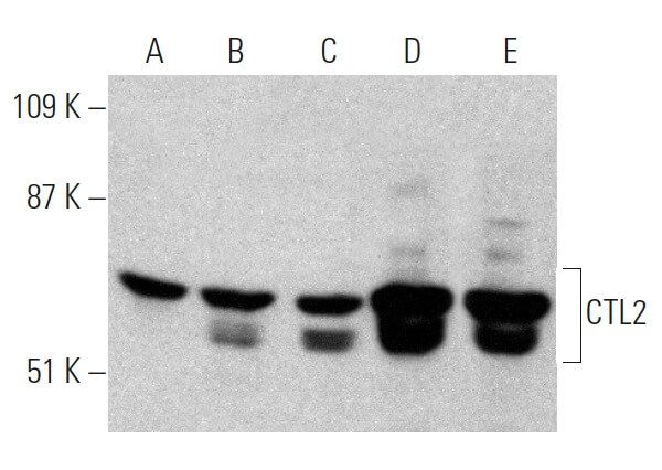 CTL2 Antibody (F7) | SCBT - Santa Cruz Biotechnology