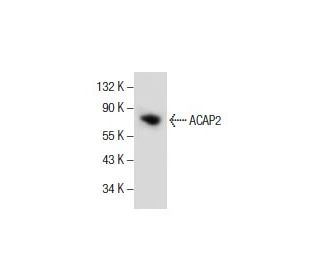 CTLL-2 Cell Lysate | SCBT - Santa Cruz Biotechnology