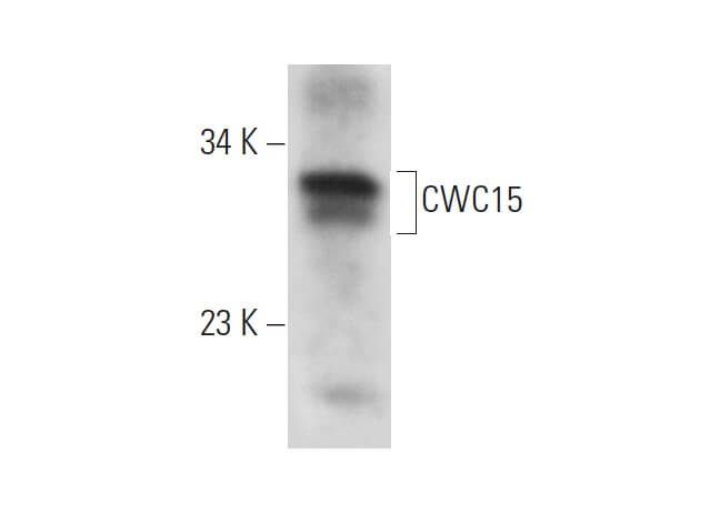 CWC15 Antibody (C-8) | SCBT - Santa Cruz Biotechnology