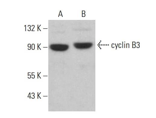 cyclin B3 Antibody (E-8) | SCBT - Santa Cruz Biotechnology