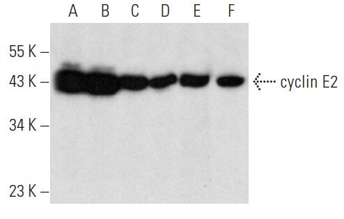 cyclin E2 Antibody (A-9) | SCBT - Santa Cruz Biotechnology