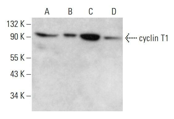 cyclin T1 Antibody (E-6) | SCBT - Santa Cruz Biotechnology