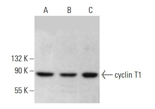 cyclin T1 Antibody (E-7) | SCBT - Santa Cruz Biotechnology