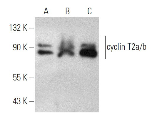 Anti-cyclin T2a/b Antibody (2128C1a) | SCBT - Santa Cruz Biotechnology