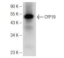 CYP19 Antibody (E-9) | SCBT - Santa Cruz Biotechnology