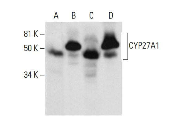CYP27A1 Antibody (G-2) | SCBT - Santa Cruz Biotechnology