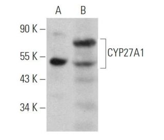 CYP27A1 Antibody (G-2) - Western Blotting - Image 368443