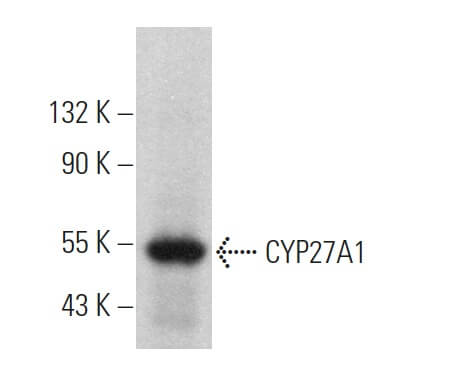 CYP27A1 Antibody (G-2) | SCBT - Santa Cruz Biotechnology