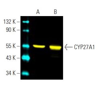 CYP27A1 Antibody (G-2) - Western Blotting - Image 396467