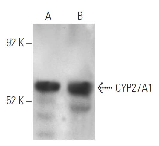 Anti-CYP27A1 Antibody (G-2) | SCBT - Santa Cruz Biotechnology