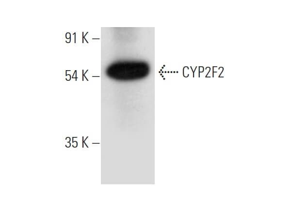 CYP2F2抗体 (E-7) | SCBT - Santa Cruz Biotechnology