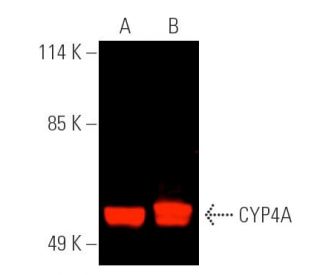 Anti-CYP4A Antibody (E-6) | SCBT - Santa Cruz Biotechnology