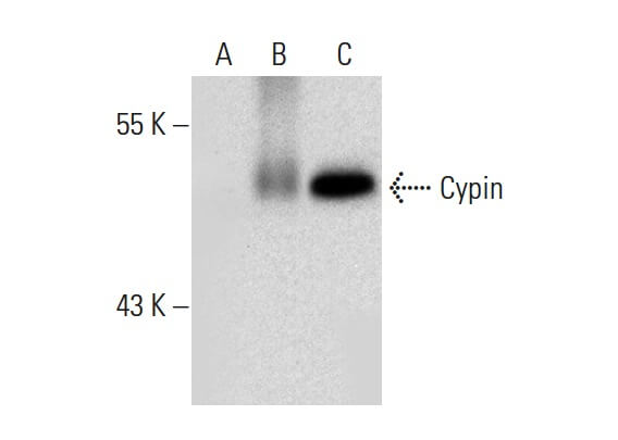 Cypin Antibody (D-7) | SCBT - Santa Cruz Biotechnology