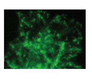 Cyr61 Antibody (A-10) - Immunofluorescence - Image 149334