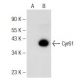 Cyr61/CCN1抗体 (A-10) | SCBT - Santa Cruz Biotechnology