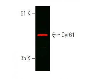Cyr61 Antibody (A-10) - Western Blotting - Image 375650