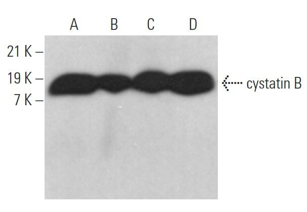 cystatin B Antibody (6A7) | SCBT - Santa Cruz Biotechnology