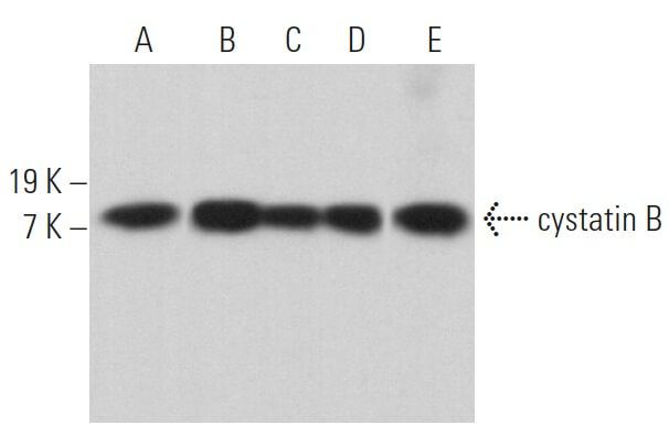 cystatin B Antibody (F-5) | SCBT - Santa Cruz Biotechnology