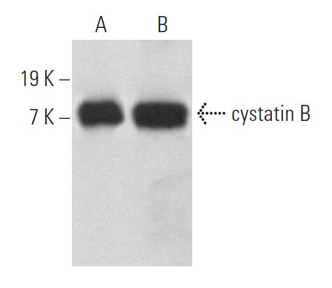 cystatin B Antibody (F-5) | SCBT - Santa Cruz Biotechnology