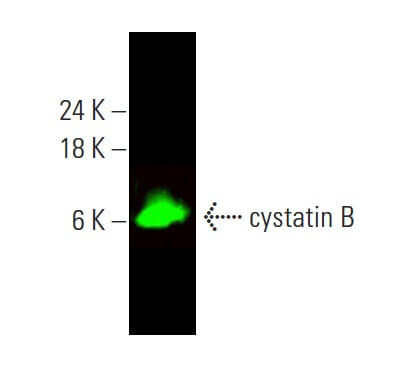 cystatin B Antibody (F-5) | SCBT - Santa Cruz Biotechnology