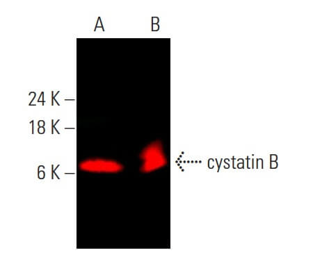 cystatin B Antibody (F-5) | SCBT - Santa Cruz Biotechnology