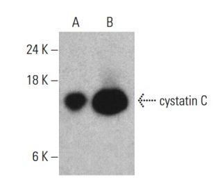 cystatin C Antibody (A-10) - Western Blotting - Image 401205